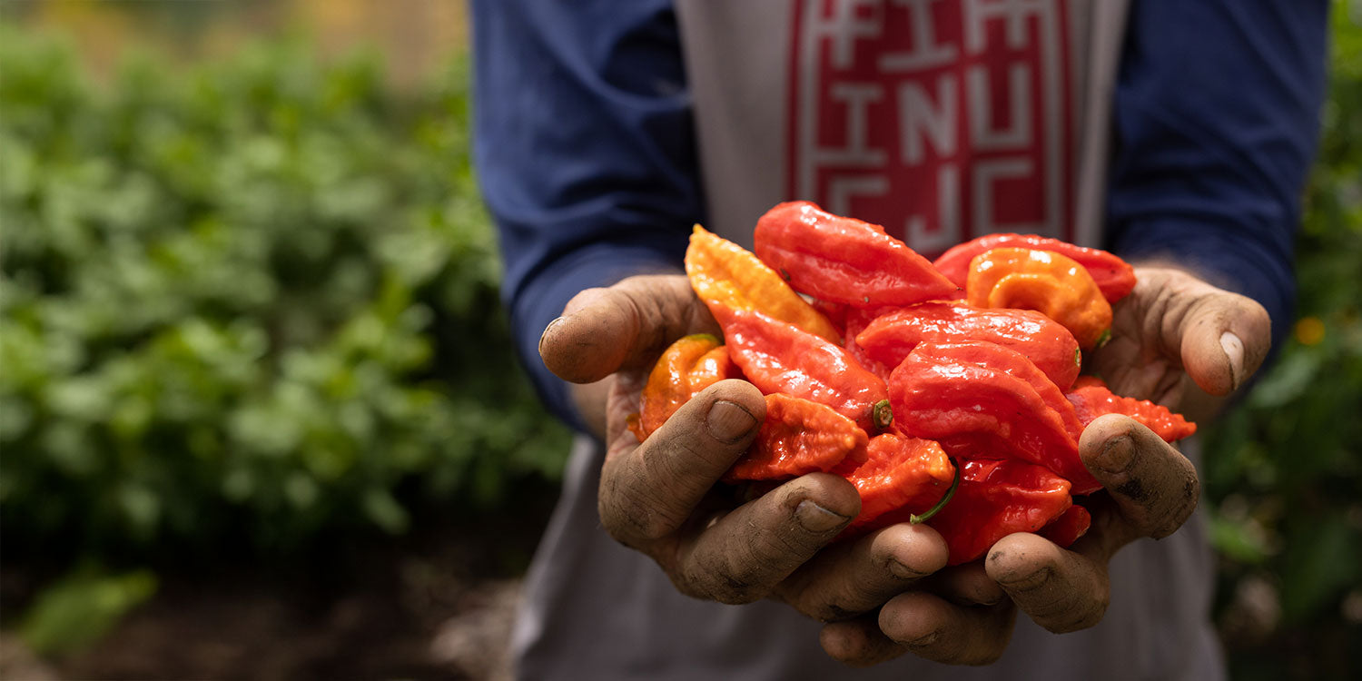 Spicy Ninja Sauce | Hawaiian Hot Sauce – spicy-ninja-sauce