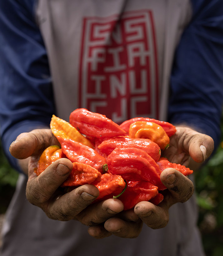 Spicy Ninja Sauce | Hawaiian Hot Sauce – spicy-ninja-sauce